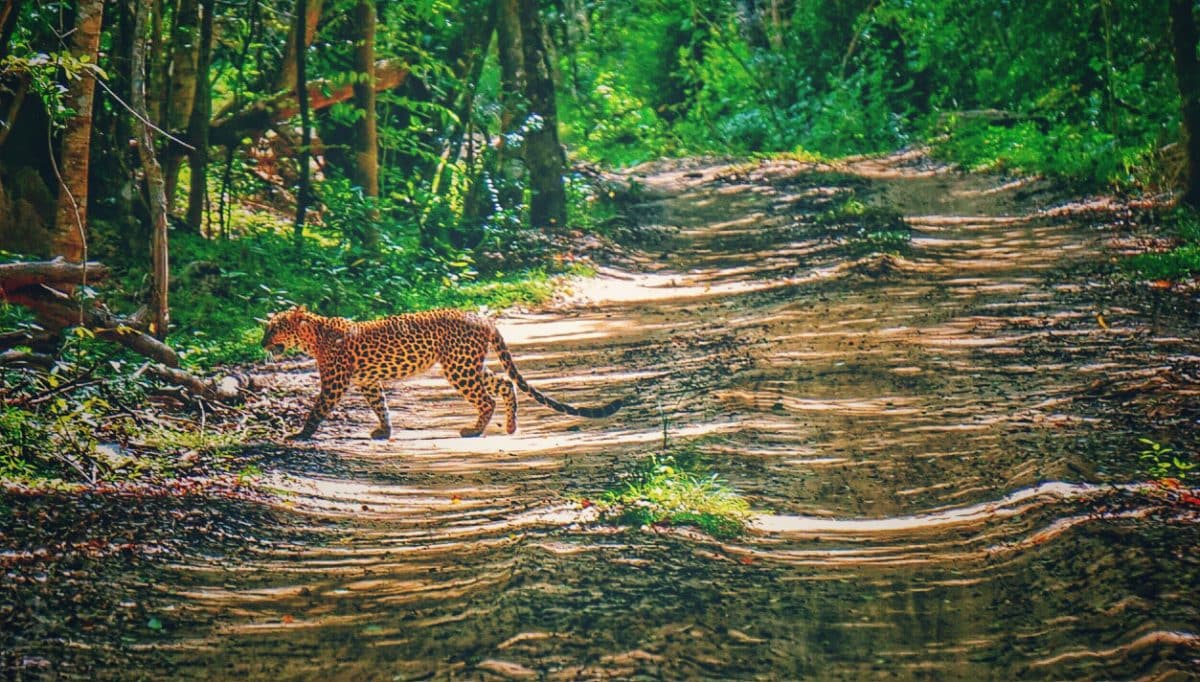 Wilpattu National Park – Lahiru Mayadunna